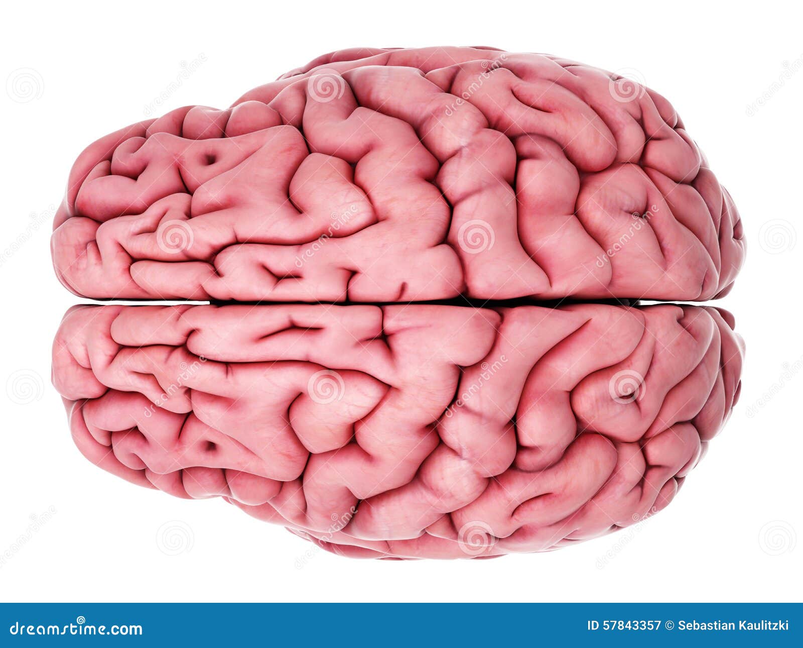 Il cervello umano illustrazione di stock. Illustrazione di corpo - 57843357