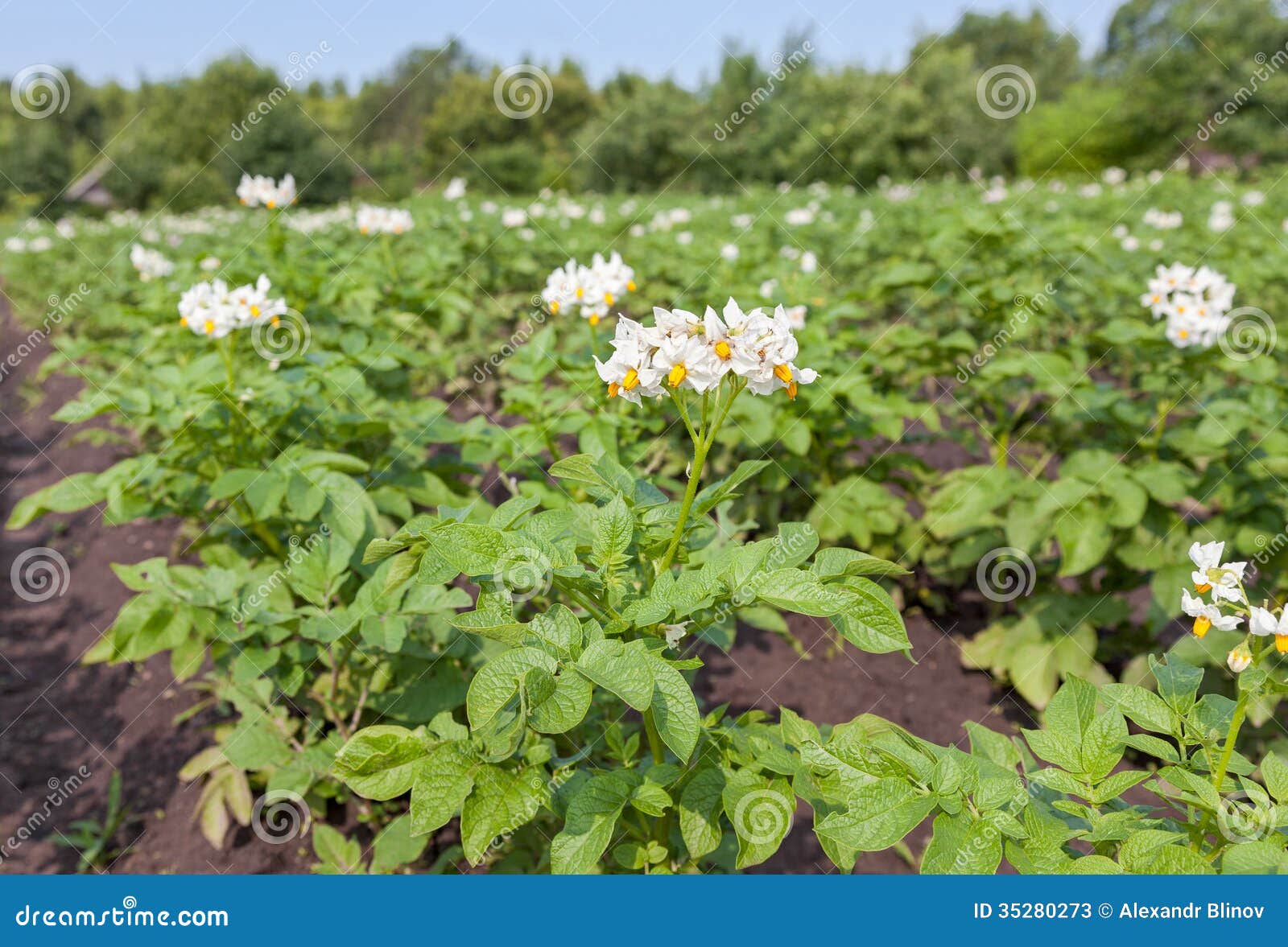 Il cespuglio della patata immagine stock. Immagine di agricoltura ...