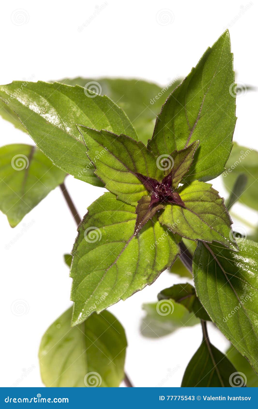 Il Cespuglio Di Basilico in Un Vaso Immagine Stock - Immagine di ...