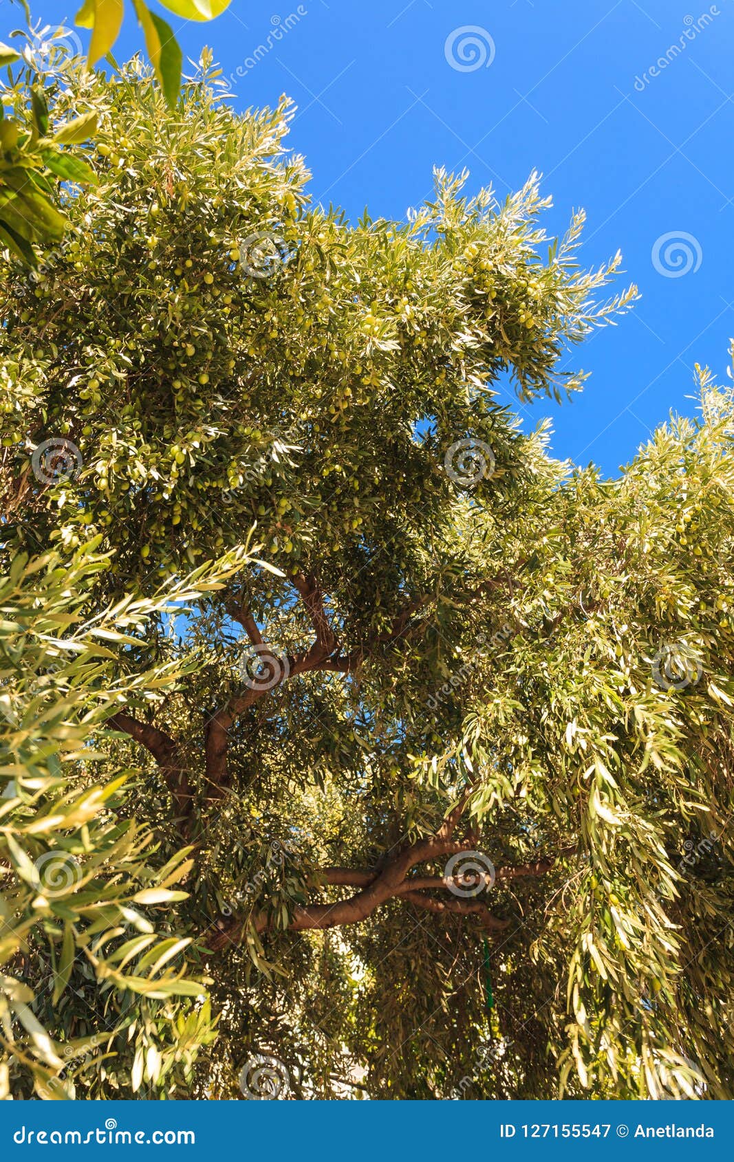 Il Cespuglio Verde Con Molti Va Immagine Stock - Immagine di cespuglio ...