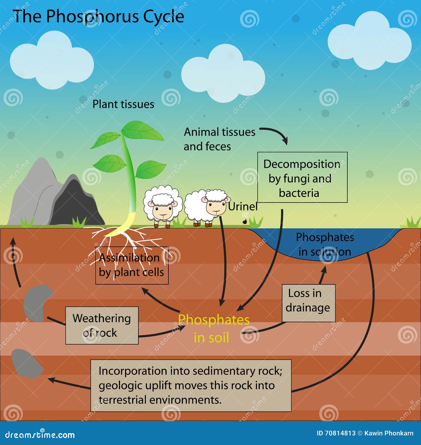 Diagramma E Spiegazione Del Ciclo Del Fosforo