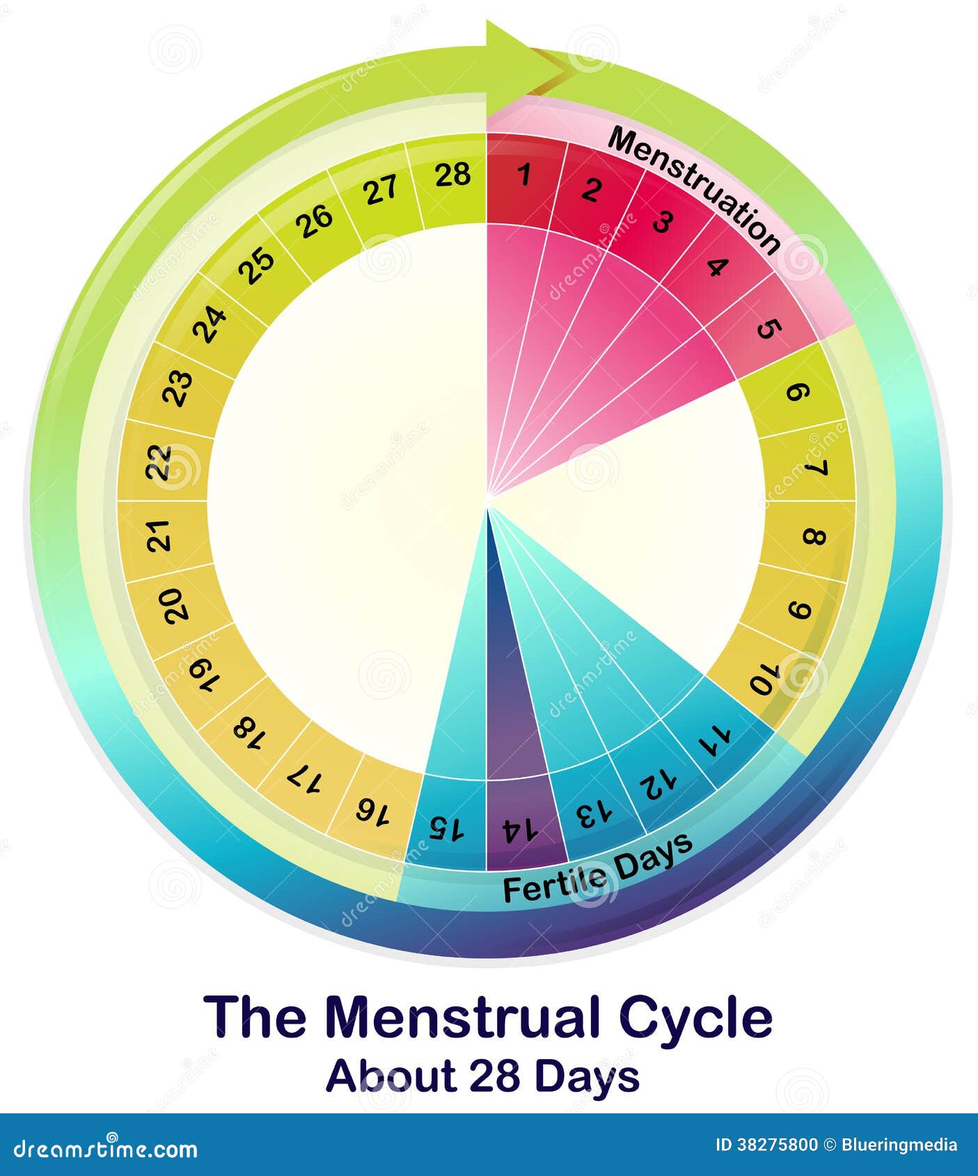 Il Ciclo Mestruale Illustrazione Vettoriale Illustrazione Di Ovulo