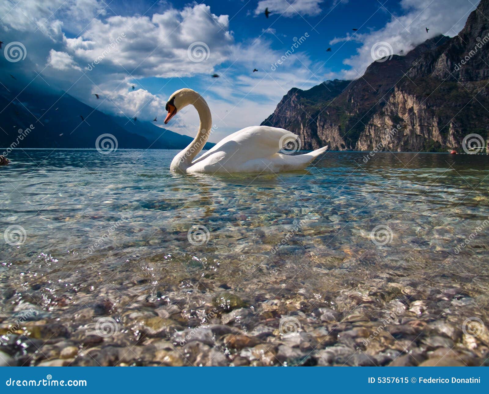 Il cigno ed il suo lago immagine stock. Immagine di molla - 5357615