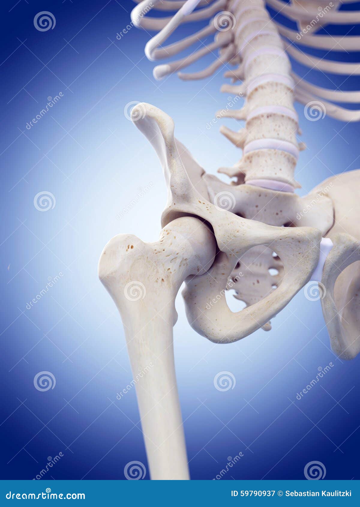 Il collo del femore illustrazione di stock. Illustrazione di anatomia ...