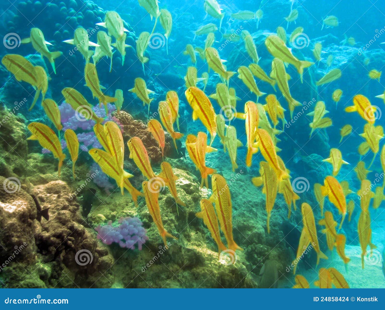 Il Colore Giallo Pesca I Coralli Del ?nd Fotografia Stock - Immagine di ...