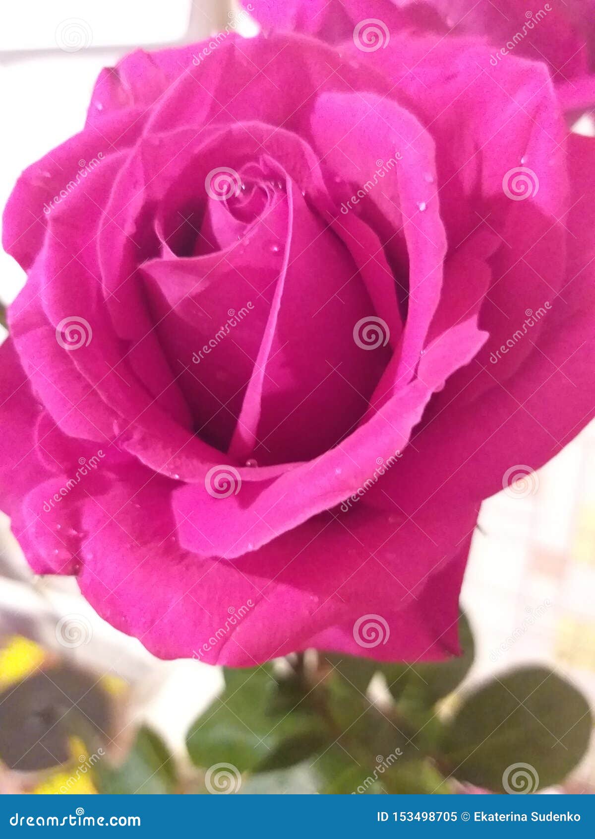 Il colore rosa ? aumentato immagine stock. Immagine di rosa - 153498705