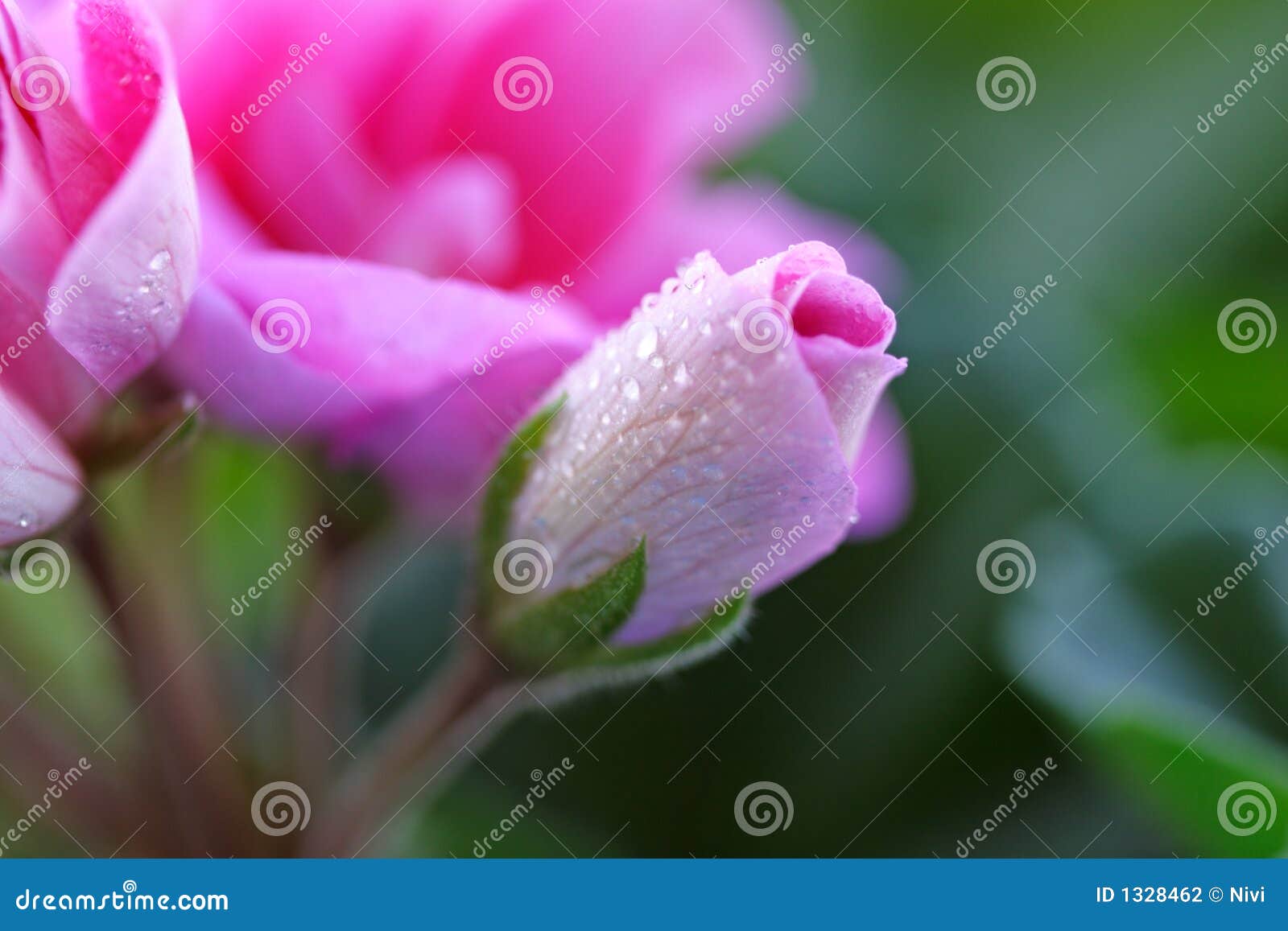 Il colore rosa fiorisce _3 fotografia stock. Immagine di bagnato - 1328462