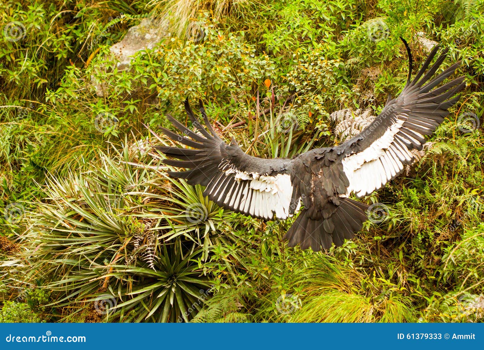 Il condor andino decolla immagine stock. Immagine di scivolare - 61379333