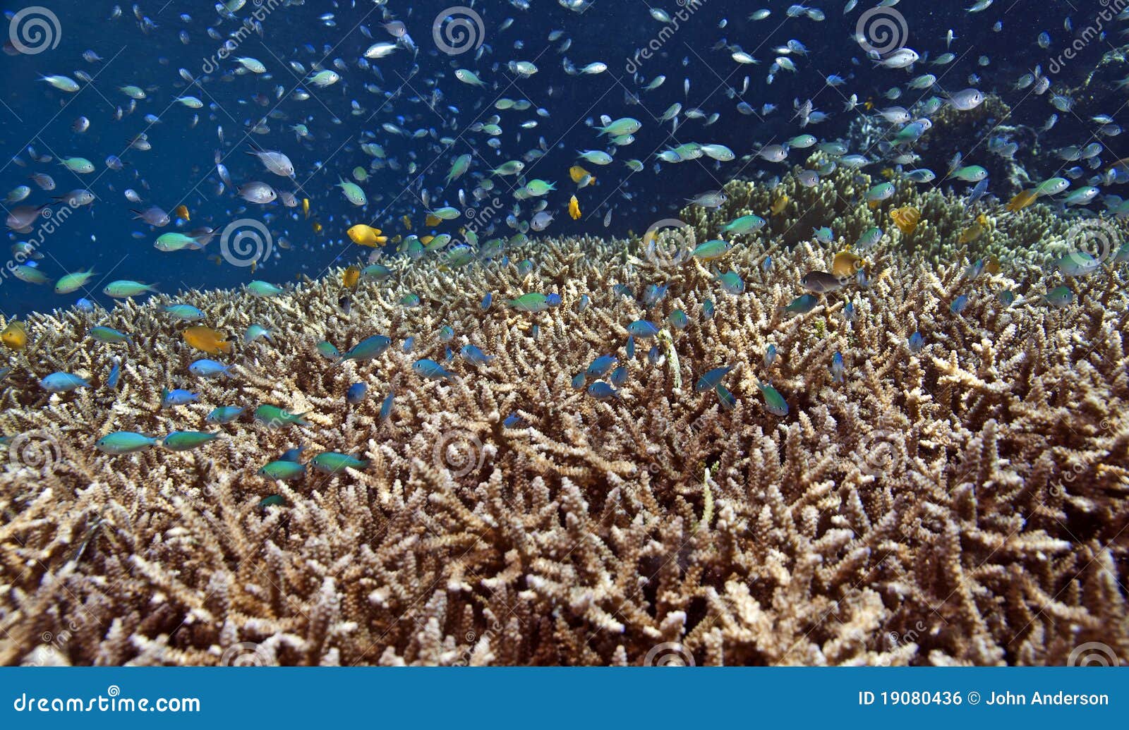 Il Corallo Fa Il Giardinaggio L'Indonesia Fotografia Stock - Immagine ...
