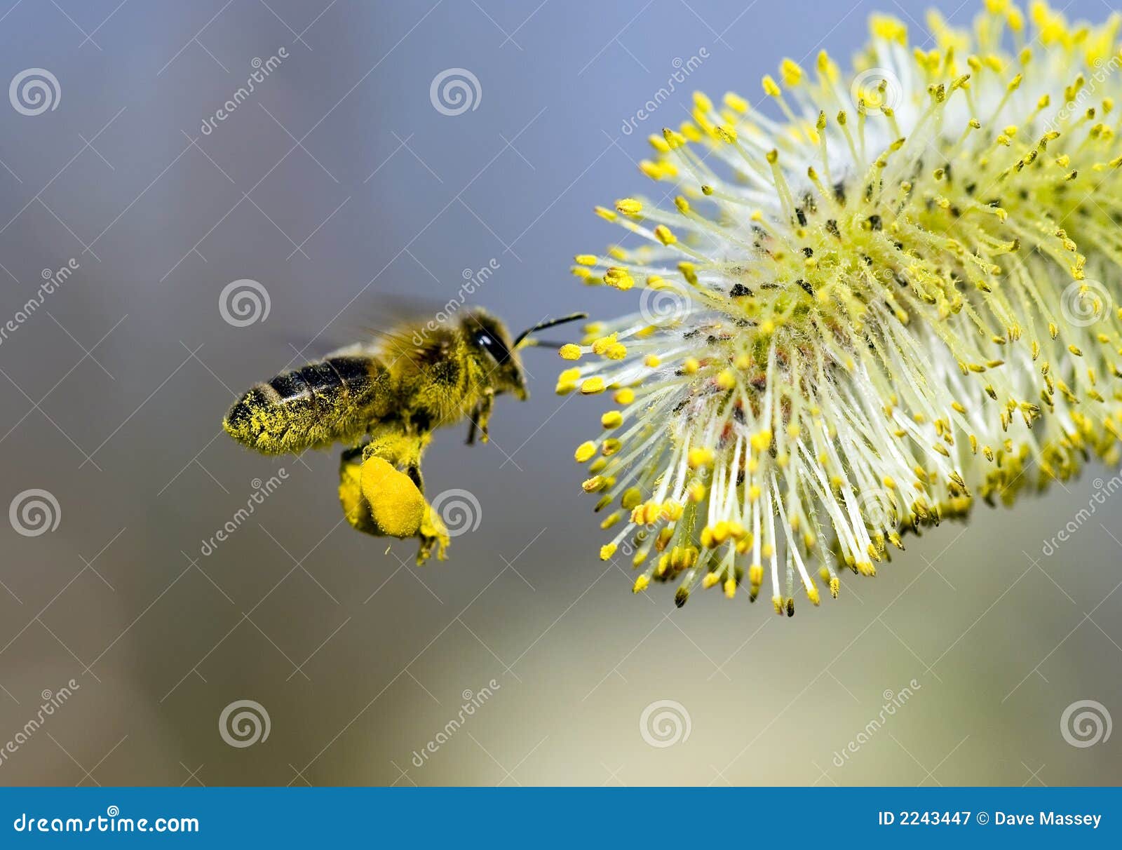 Il Coregone Lavarello Ha Coperto L'ape Immagine Stock - Immagine di ...