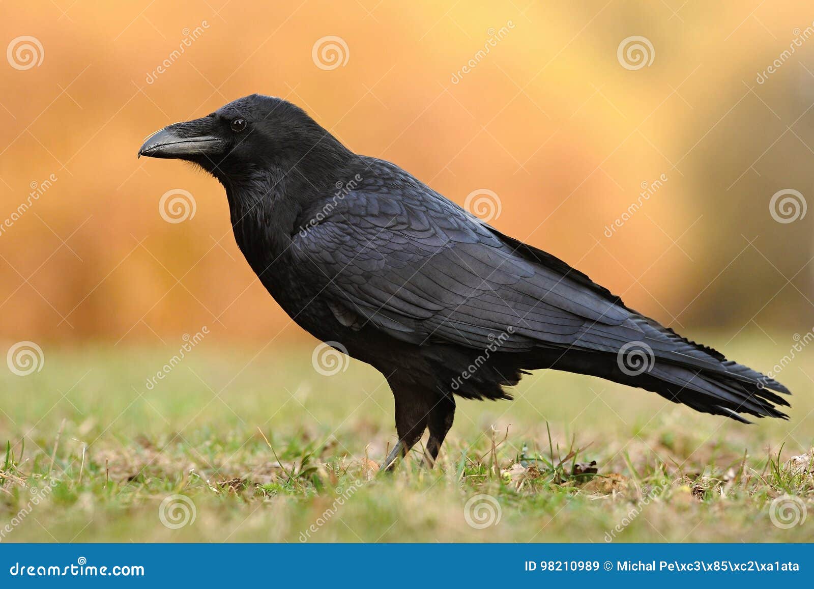 Il Corvo Comune - Corax Di Corvo Immagine Stock - Immagine di uccello ...