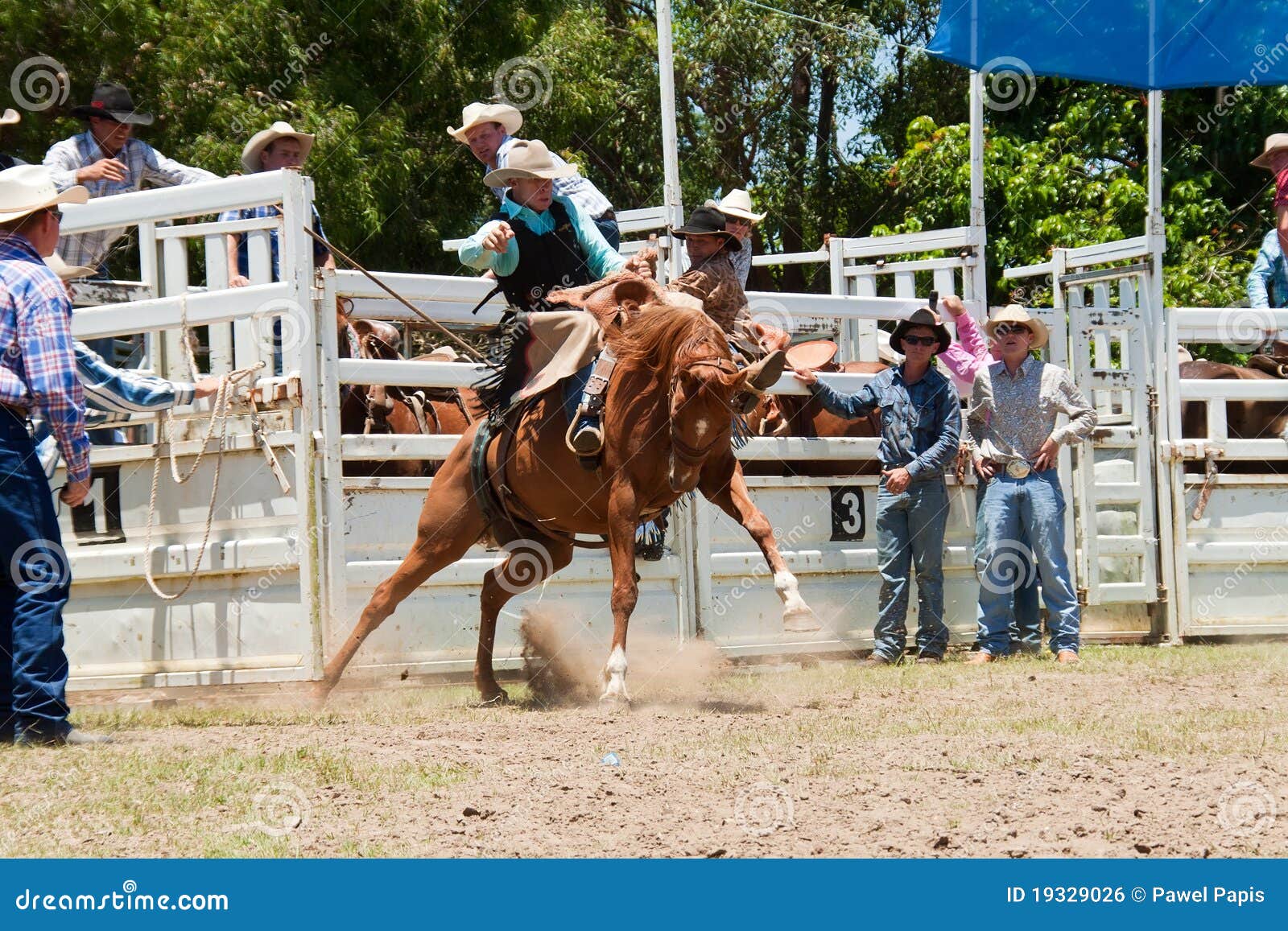 Il Cowboy Monta Il Cavallo Selvaggio Fotografia Editoriale - Immagine ...