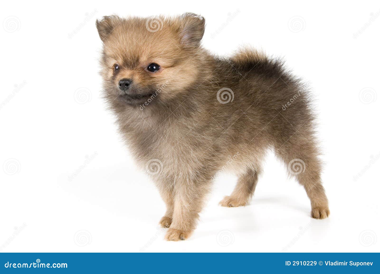 Il cucciolo del spitz-cane immagine stock. Immagine di isolato - 2910229