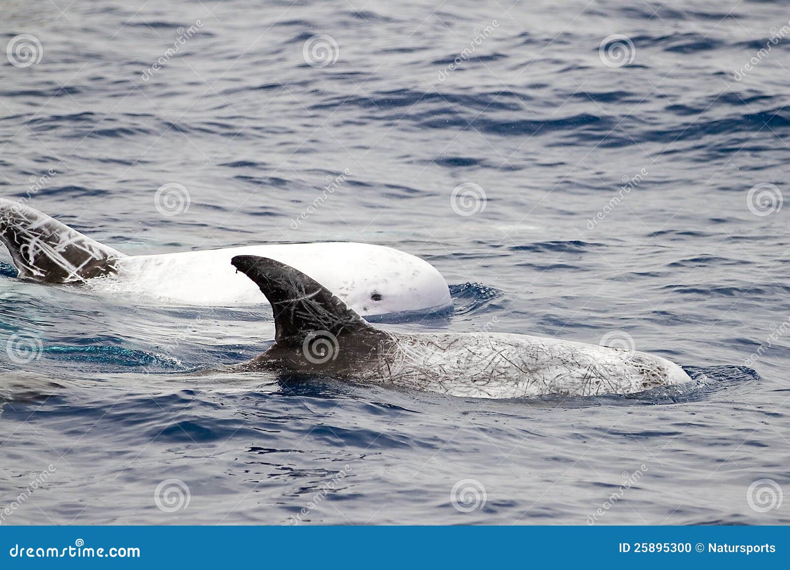 Il delfino di Risso fotografia stock. Immagine di grigio - 25895300