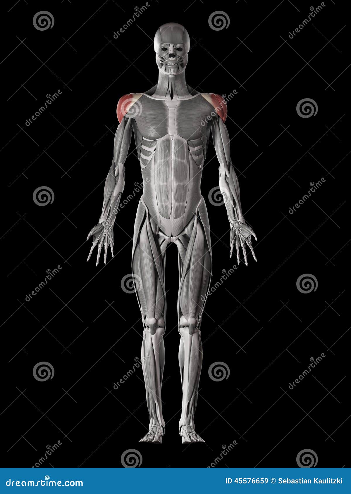 Il deltoide illustrazione di stock. Illustrazione di nero - 45576659