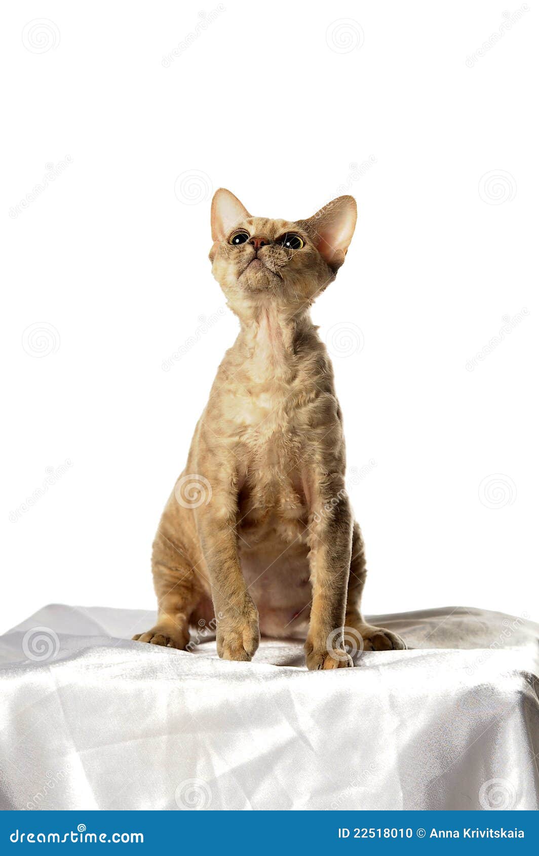 Il Devon Rex fotografia stock. Immagine di devon, arancione - 22518010