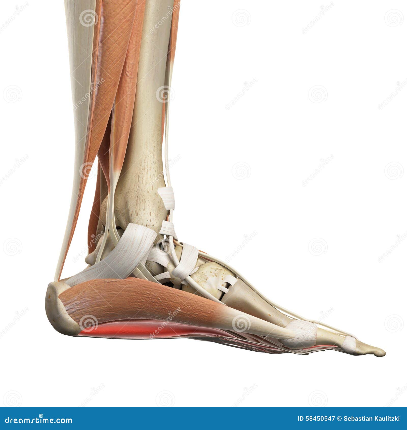 Il Digitorum Del Flessore Brevis Illustrazione di Stock - Illustrazione ...