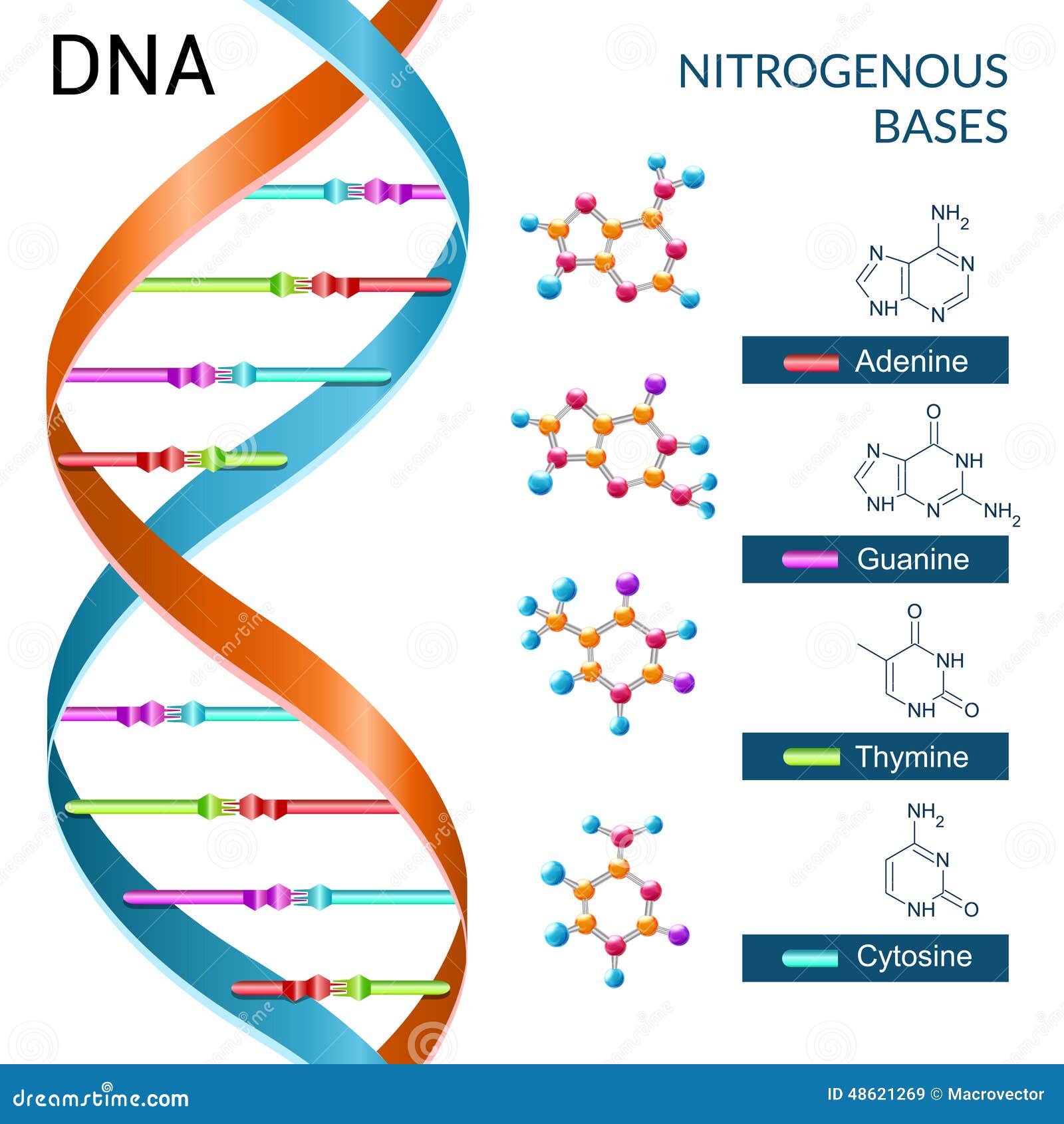 Il DNA basa il manifesto illustrazione vettoriale. Illustrazione di ...