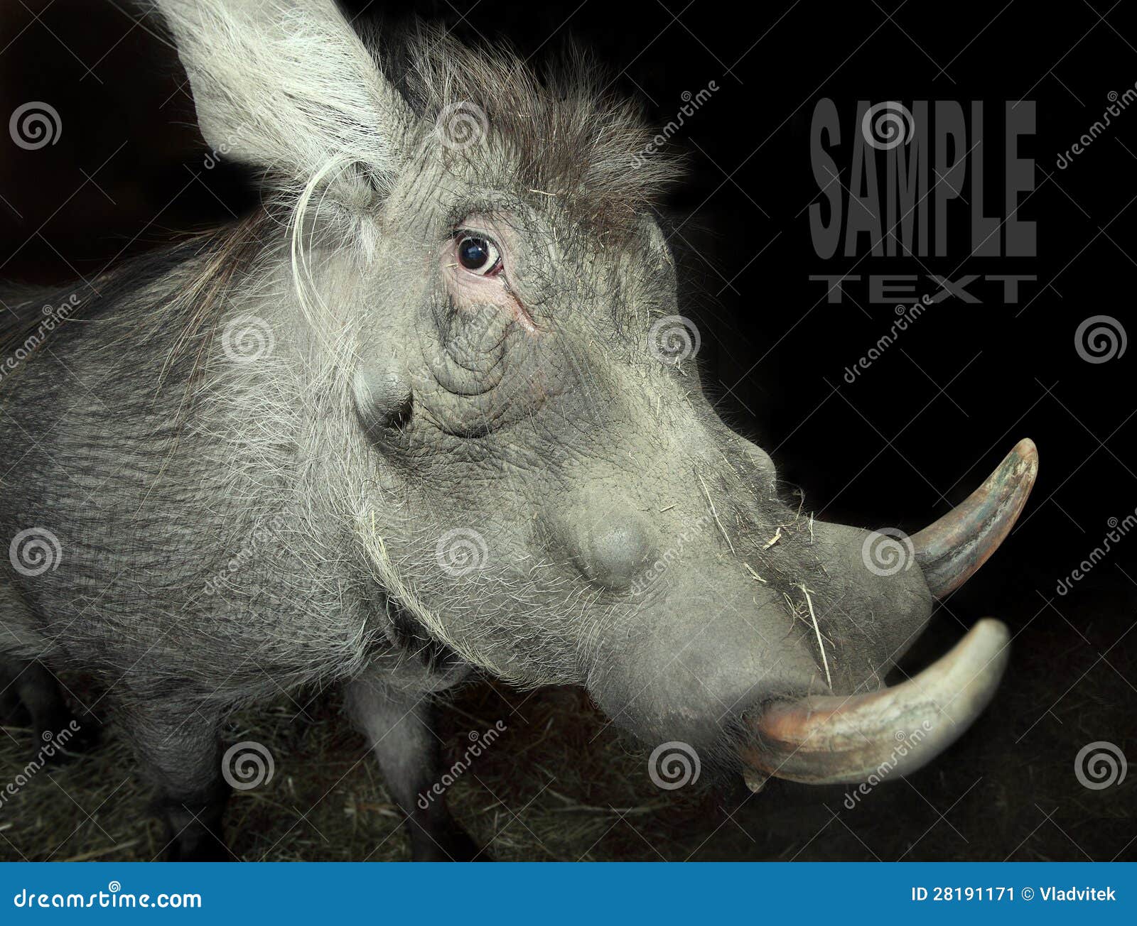 Il Facocero (africanus Del Phacochoerus). Immagine Stock - Immagine di ...