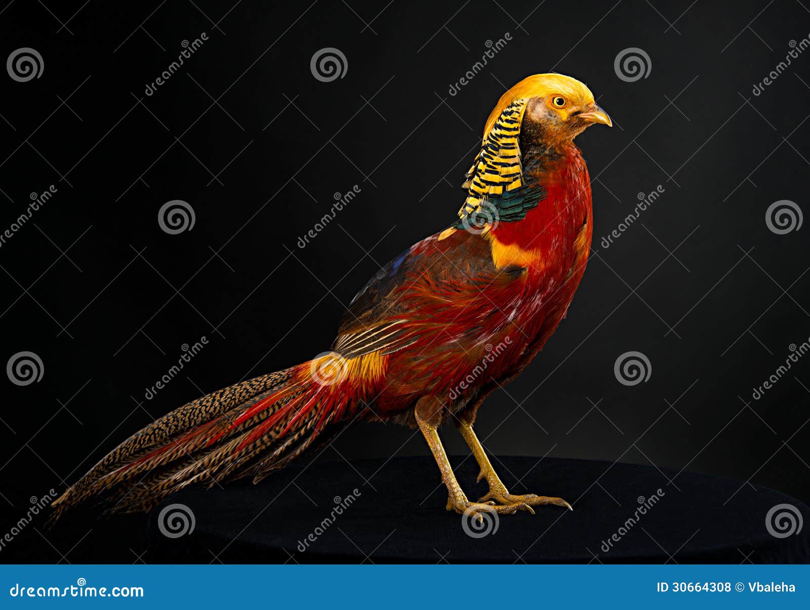 Il fagiano dorato fotografia stock. Immagine di nero - 30664308