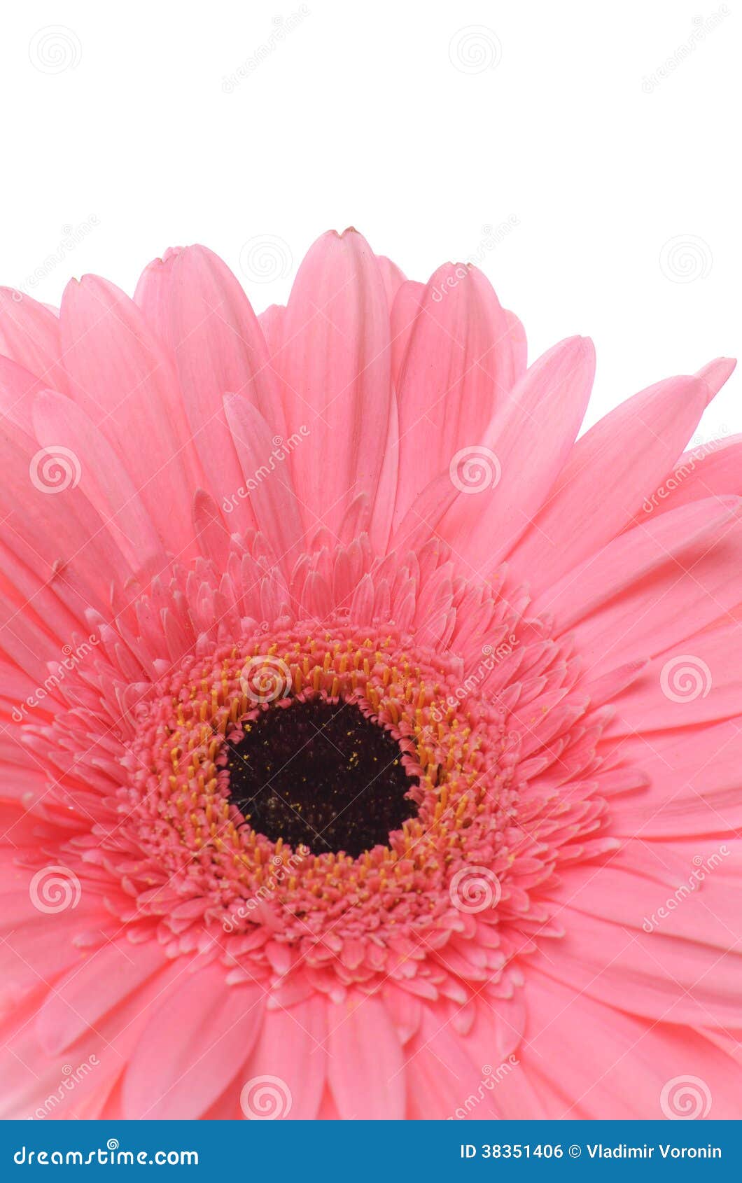 Il Fiore Della Gerbera Isolato Su Bianco Fotografia Stock - Immagine di ...