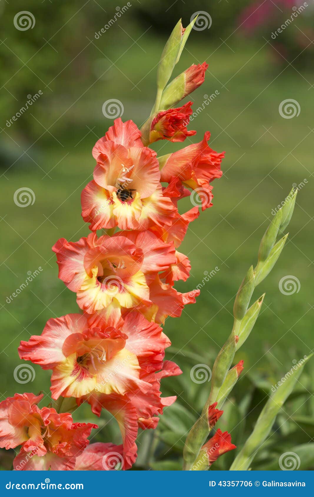 Il fiore di gladiolo fotografia stock. Immagine di spada - 43357706