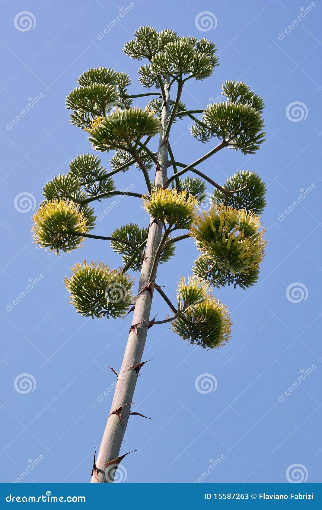 Il Fiore Di Una Pianta Dell'agave Immagine Stock - Immagine di famiglia ...