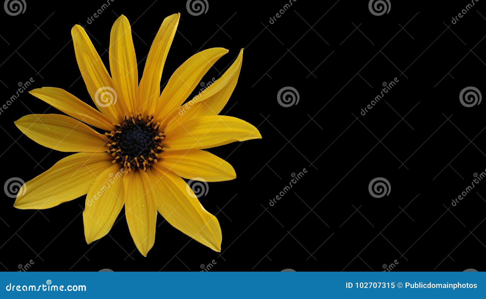 Il Fiore, Giallo, Girasole, Si Chiude Su Immagine. Immagine: 102707315