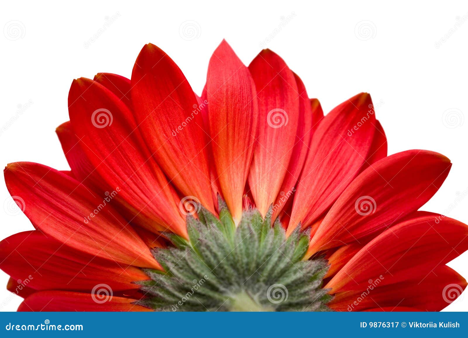 Il fiore rosso ha isolato immagine stock. Immagine di festa - 9876317