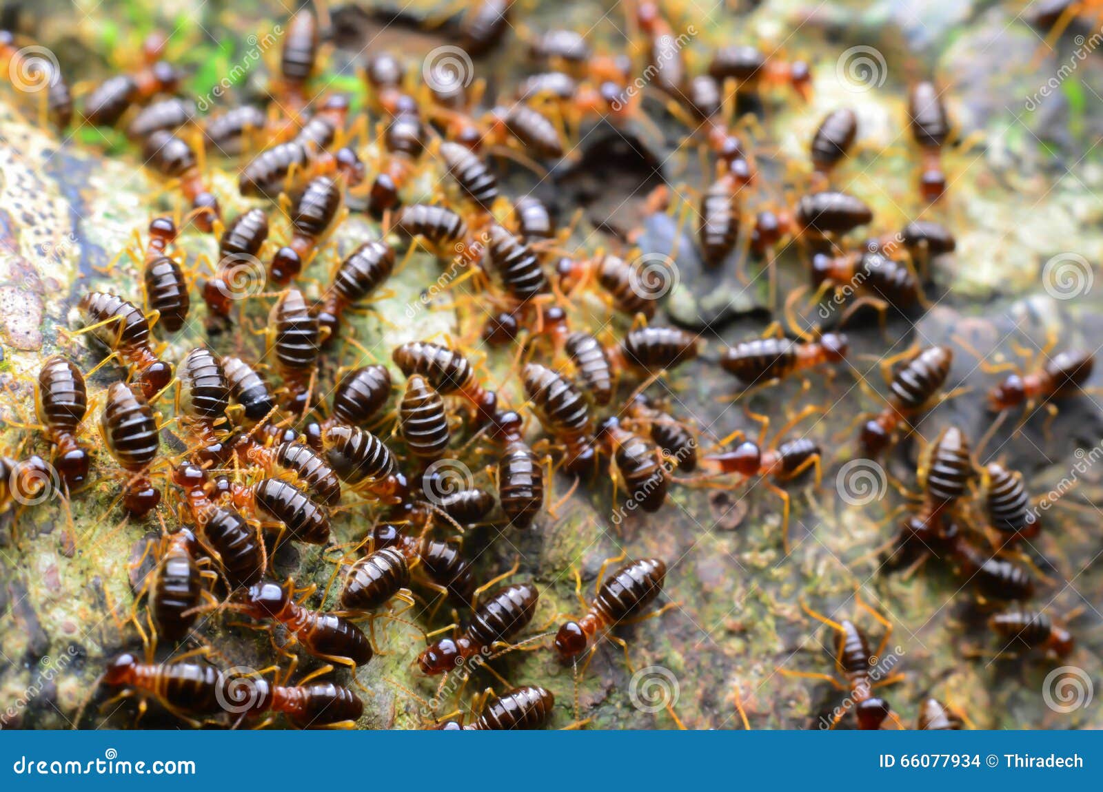 Il Formicaio Mangia Il Mosso Di Legno Fotografia Stock - Immagine di ...