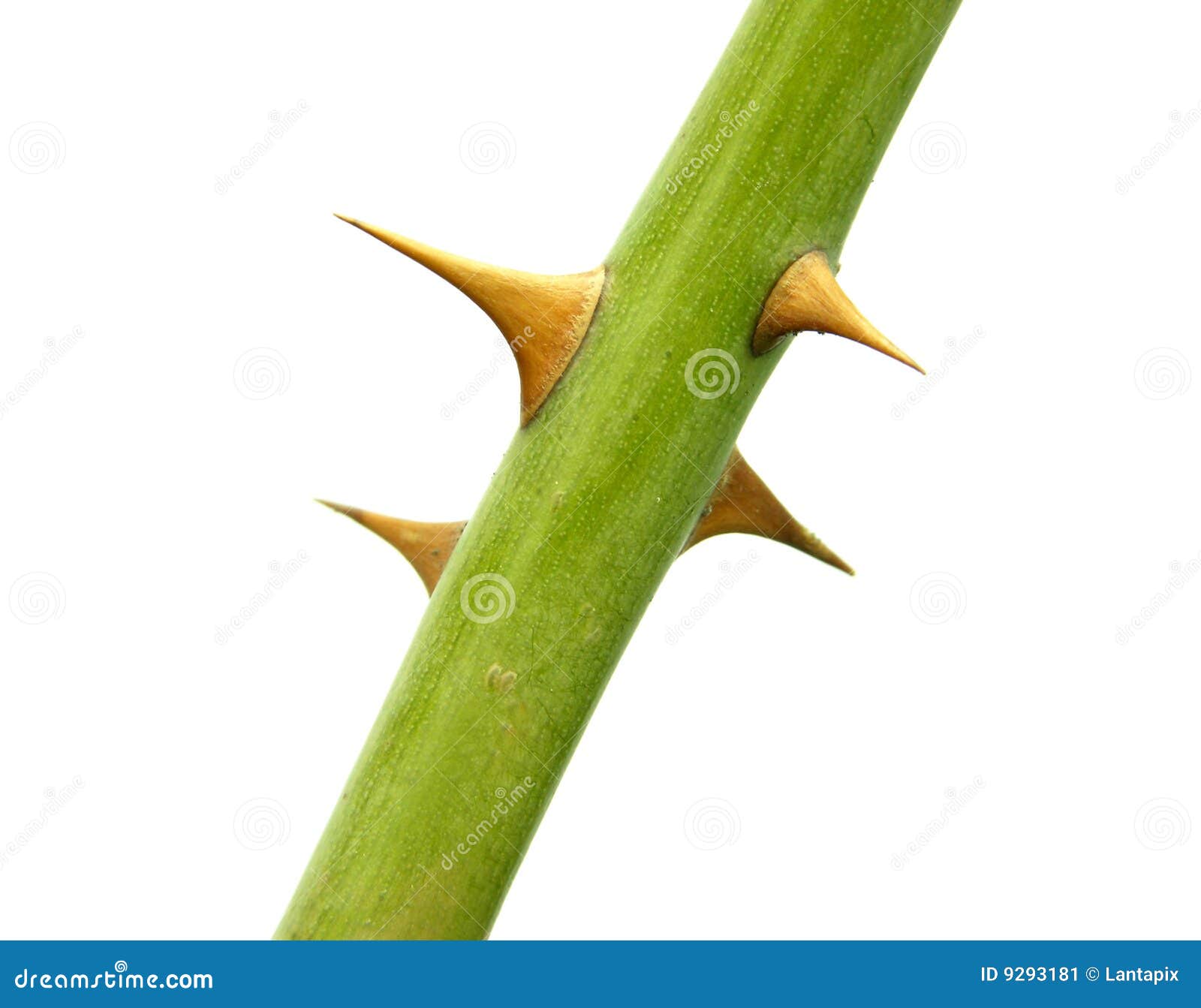 Il gambo di una rosa immagine stock. Immagine di fiore - 9293181