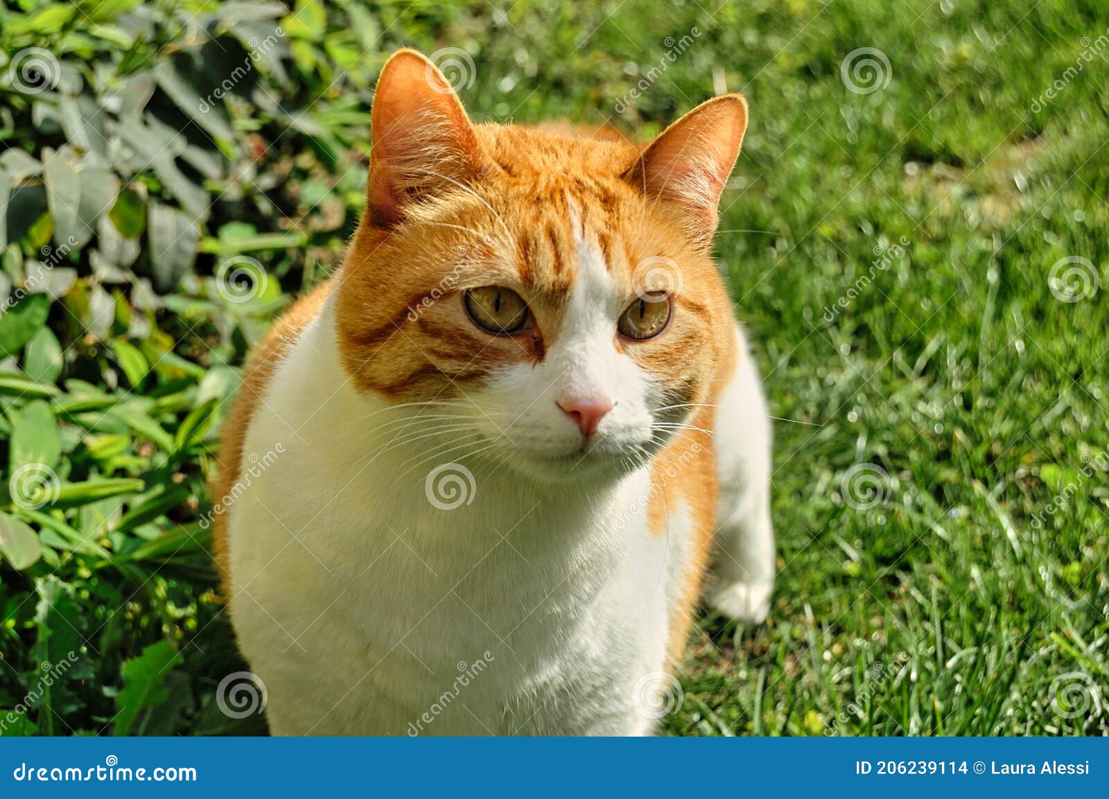 Il Gatto Bianco E Il Gatto Rosso Esplorano Il Giardino Fotografia Stock - Immagine di sfondo ...