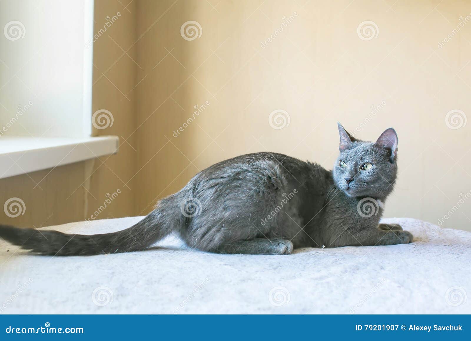 Il Gatto Blu Russo Sguardo Fuori Della Finestra Immagine Stock ...