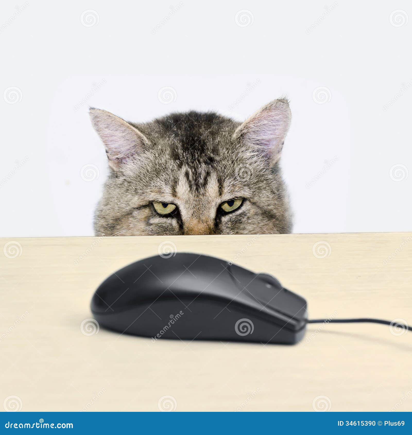 Il Gatto Cerca Un Topo Del Computer Fotografia Stock - Immagine di ...