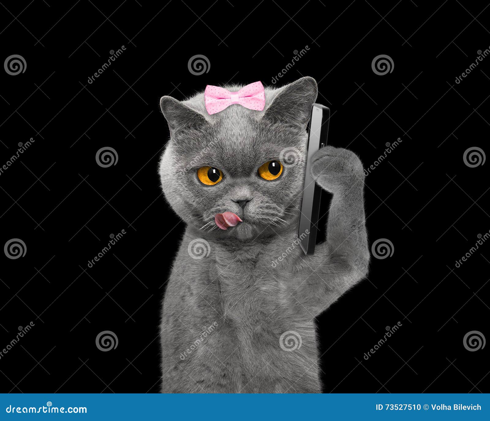 Il Gatto Sta Discutendo a Fondo Il Cellulare -- Sul Nero Fotografia ... Il Gatto Sta Discutendo a Fondo Il Cellulare -- Sul Nero Fotografia ...