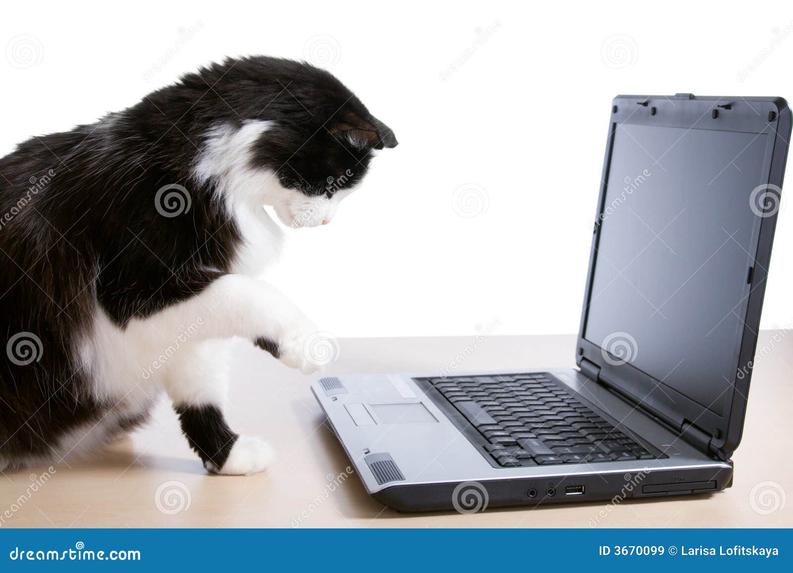 Il Gatto Utilizza Un Computer Portatile Immagine Stock - Immagine di ...