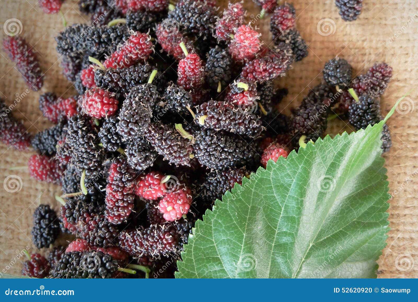 Il gelso fruttifica foglia fotografia stock. Immagine di gelso - 52620920