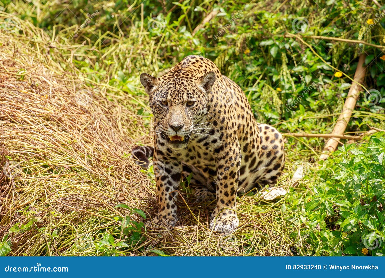 Il Giaguaro Della Tigre Sta Ruggendo Fotografia Stock - Immagine di ...