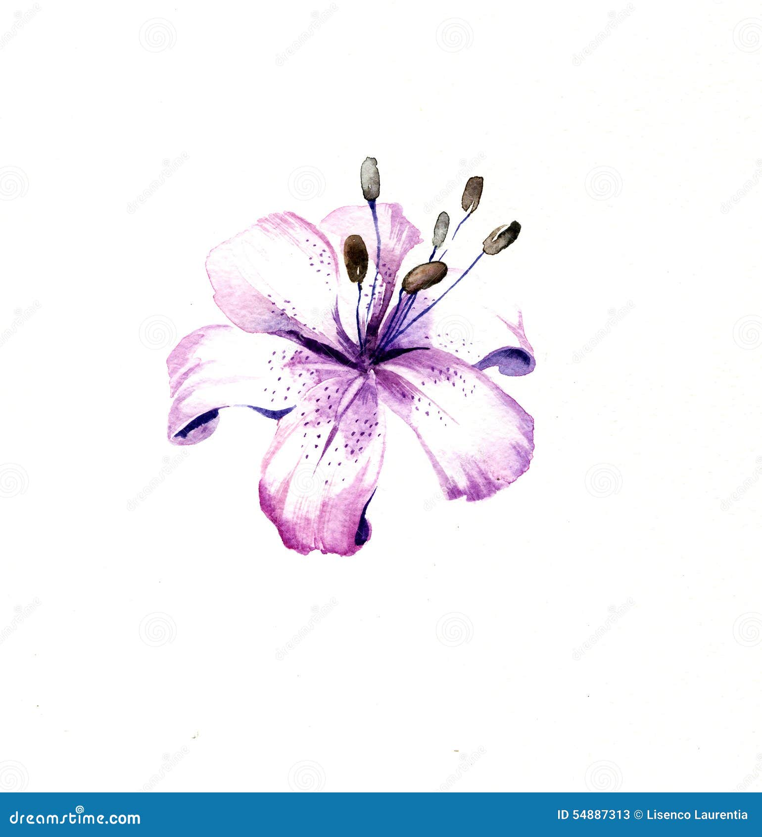 Il Giglio Porpora Blu- Fiorisce L'acquerello Illustrazione di Stock ... Il Giglio Porpora Blu- Fiorisce L'acquerello Illustrazione di Stock ...