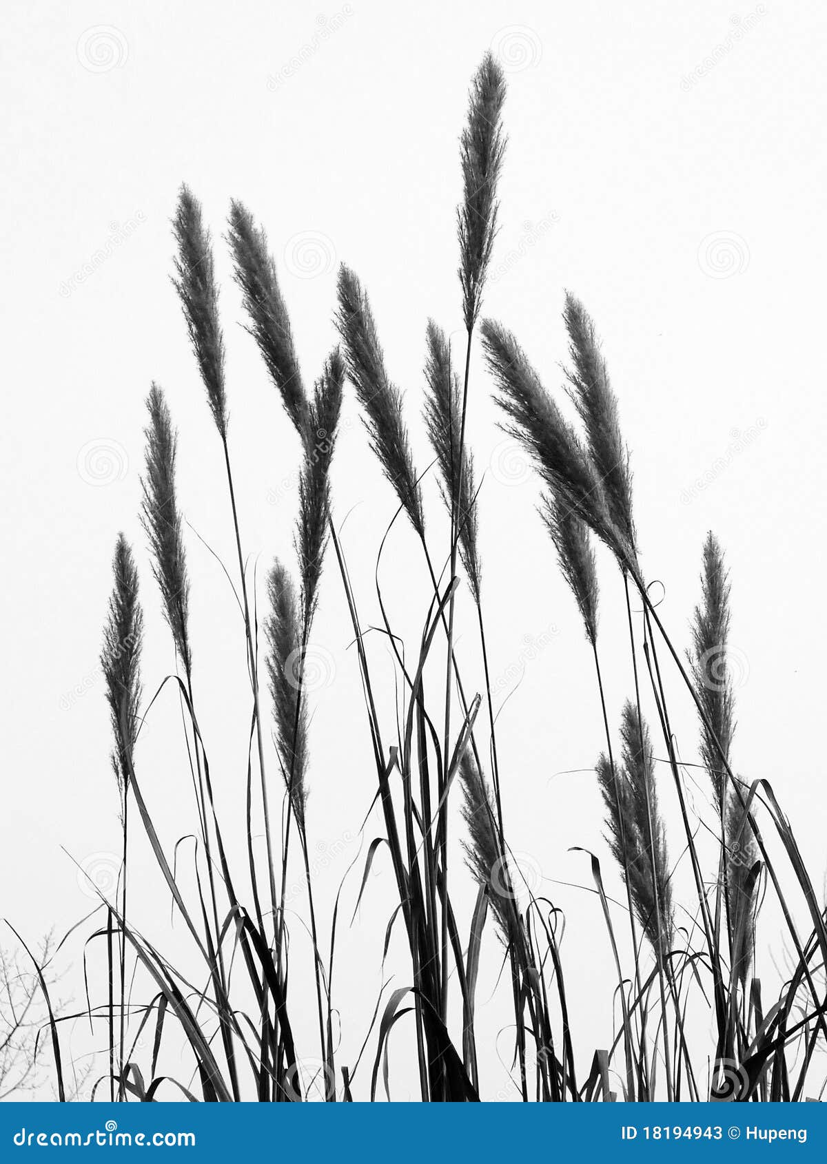 Il giunco immagine stock. Immagine di estratto, floreale - 18194943