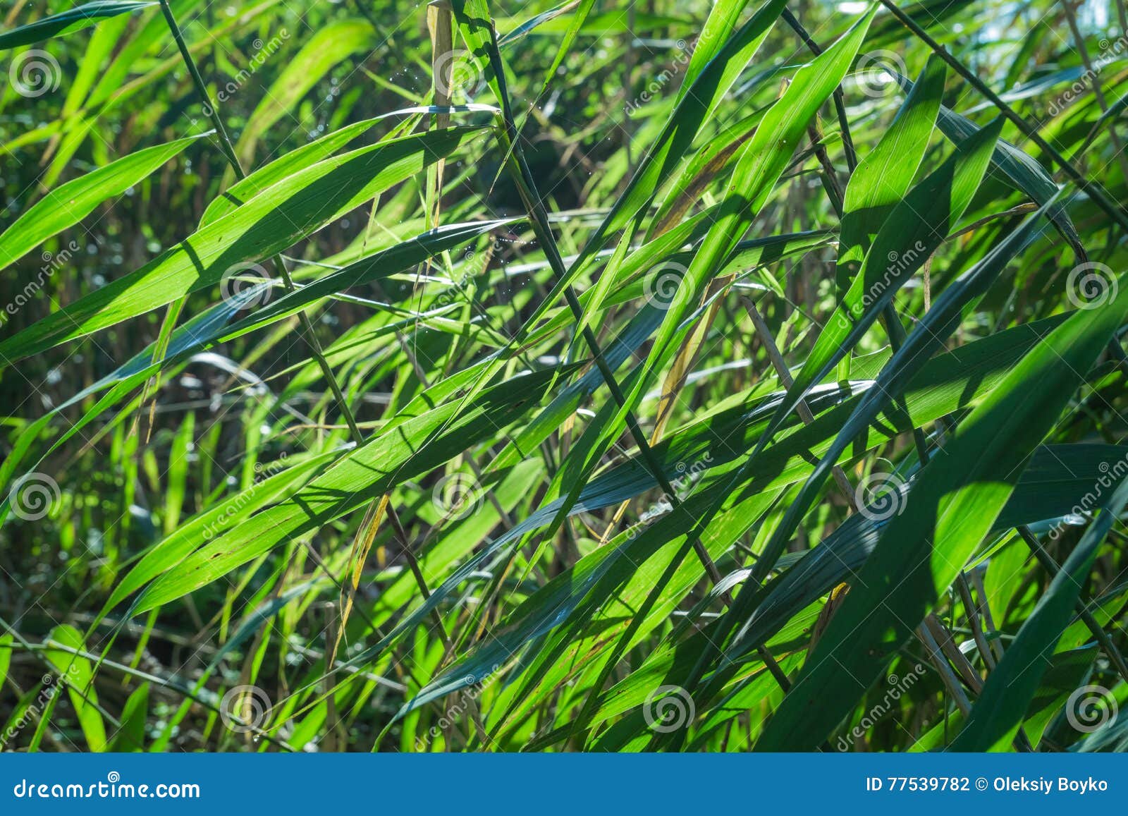 Il giunco verde va al sole fotografia stock. Immagine di cespuglio ...