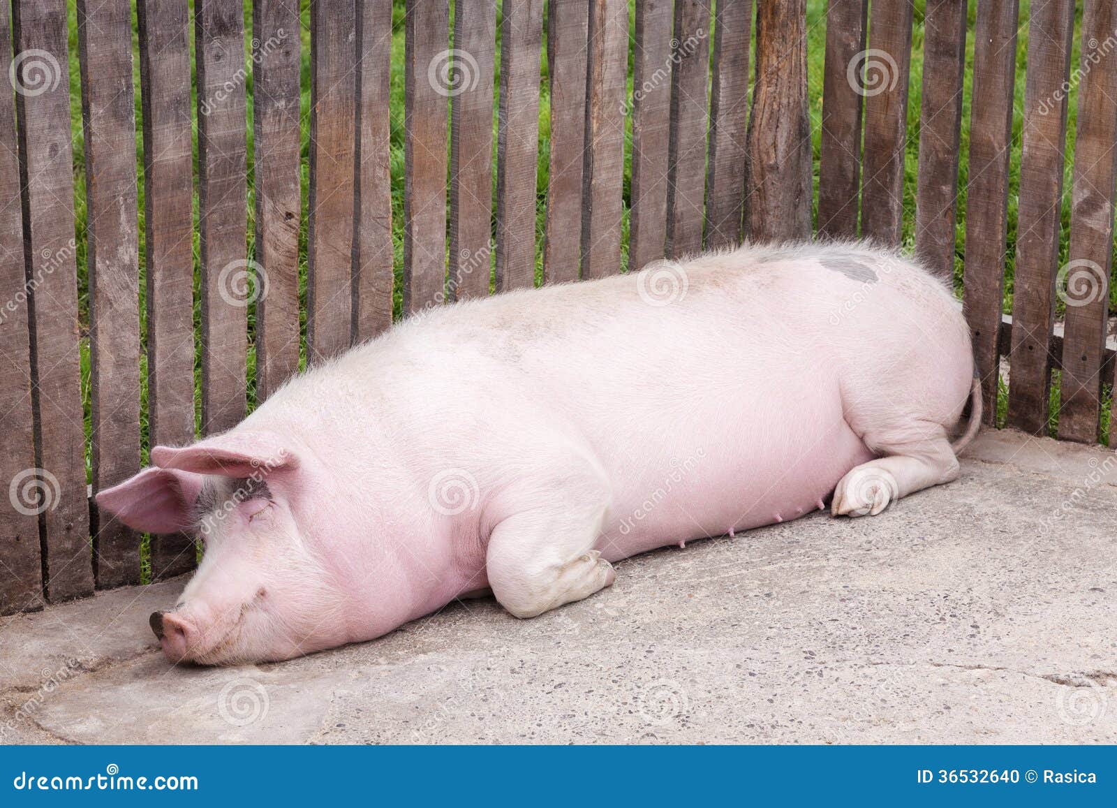 Il Grande Maiale Rosa Dorme Pacificamente Fotografia Stock - Immagine ...