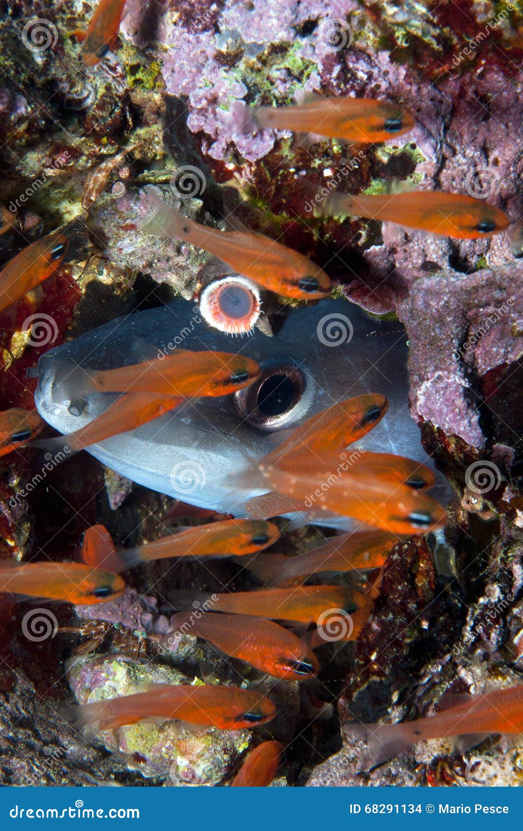 Il Grongo Sta Nascondendosi Fotografia Stock - Immagine di oceano ...