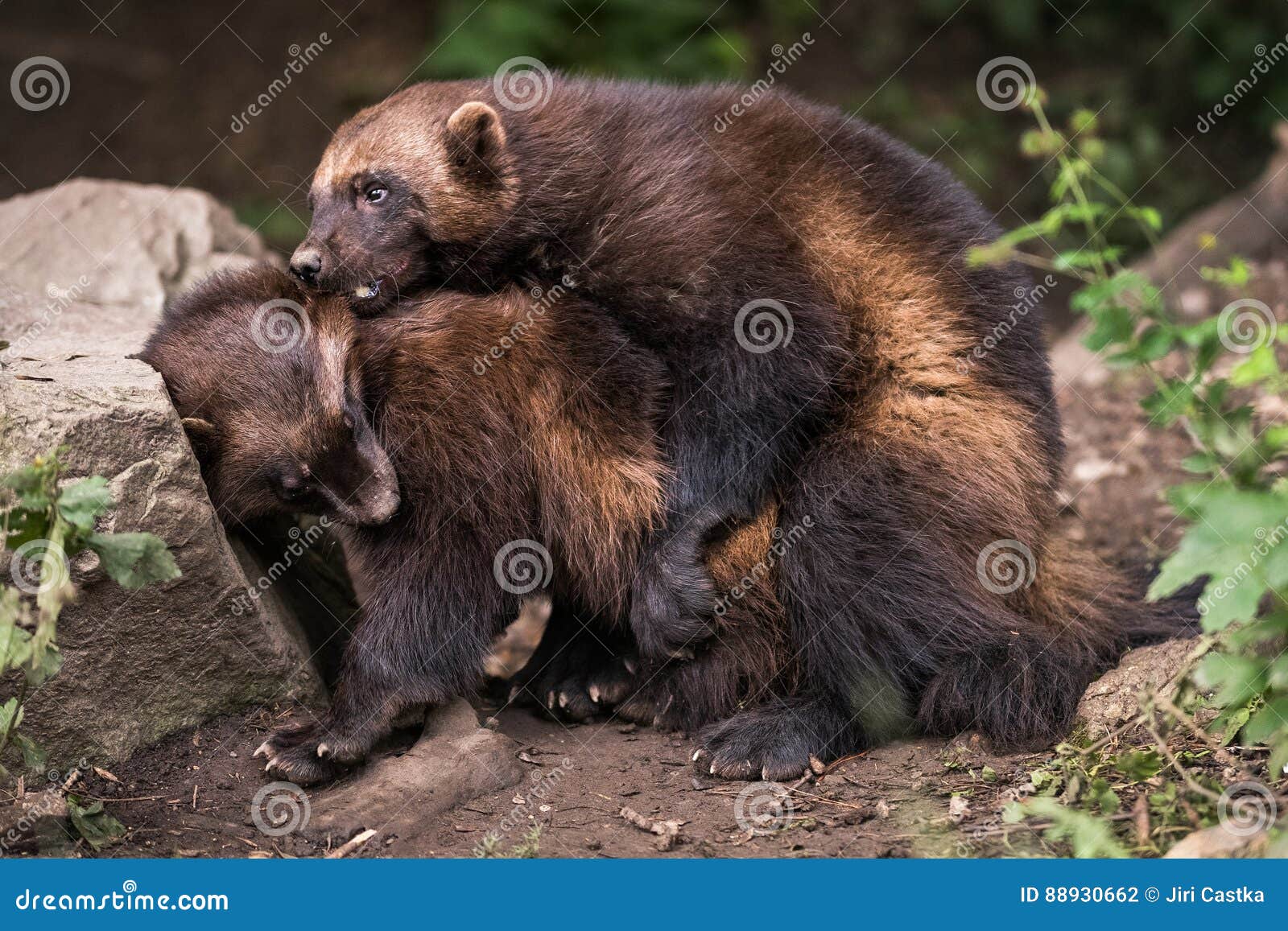 Il Gulo Del Gulo Del Ghiottone Fotografia Stock - Immagine di furia ...