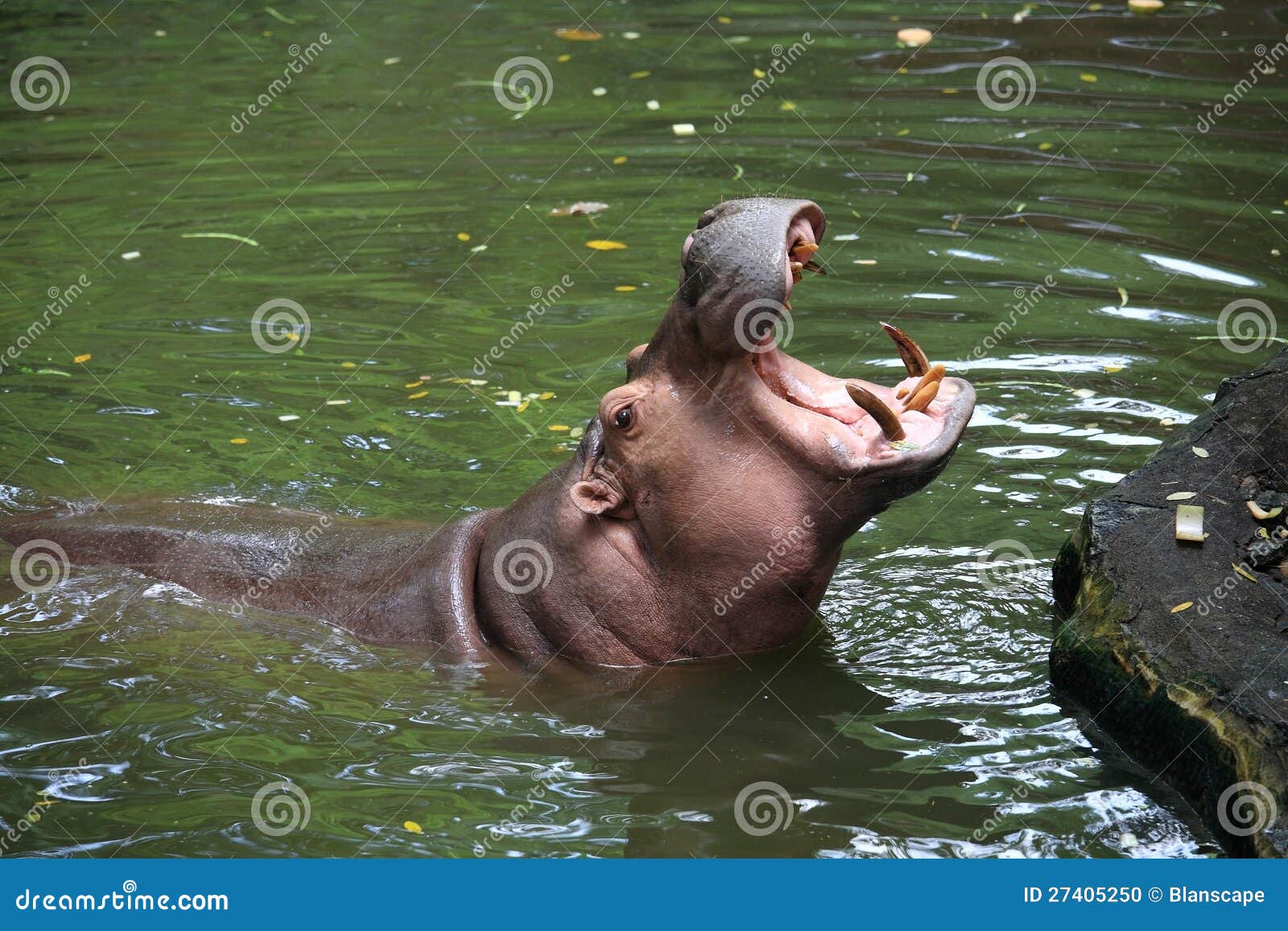 Il Hippopotamus Apre La Sua Bocca Fotografia Stock - Immagine di aperto ...