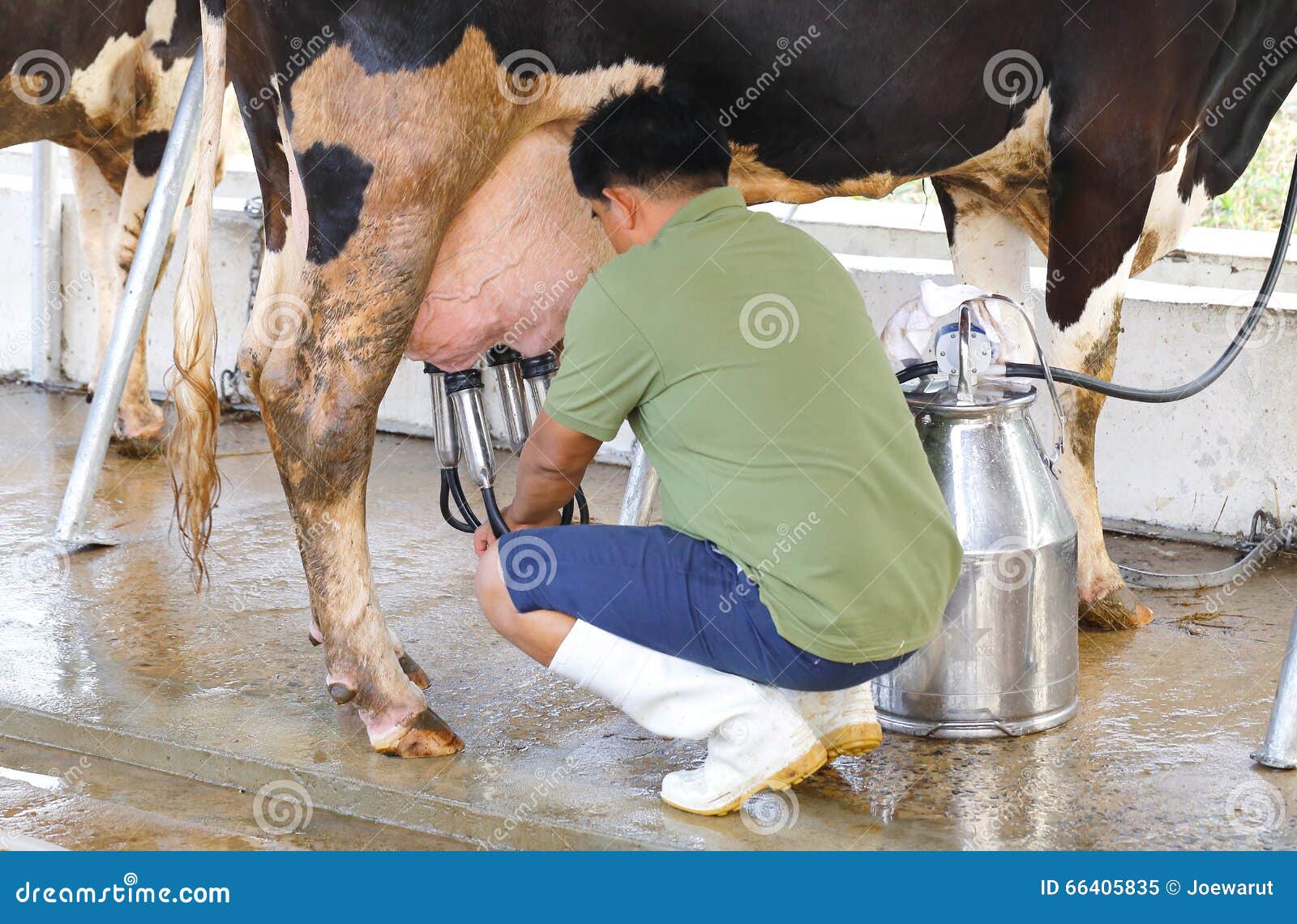 Il lavoratore munge immagine editoriale. Immagine di mammella - 66405835