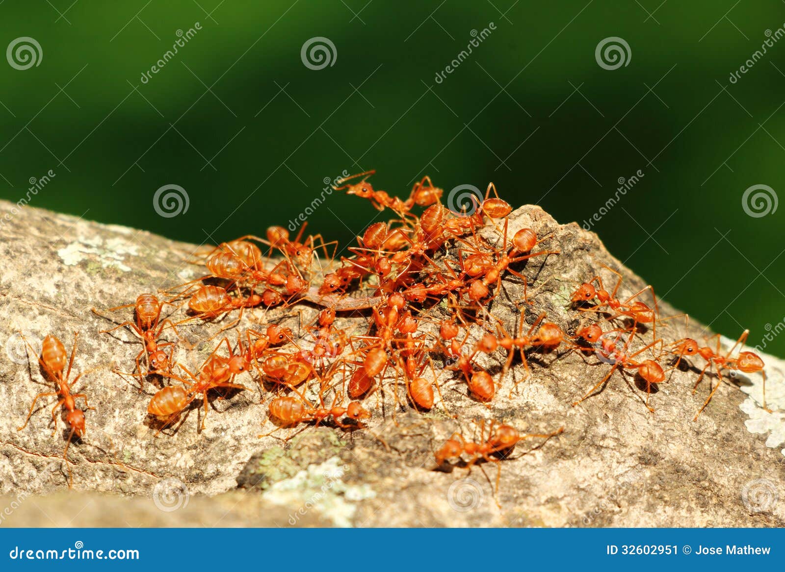 Il Lavoro Di Squadra Delle Formiche Immagine Stock - Immagine di sforzo ...