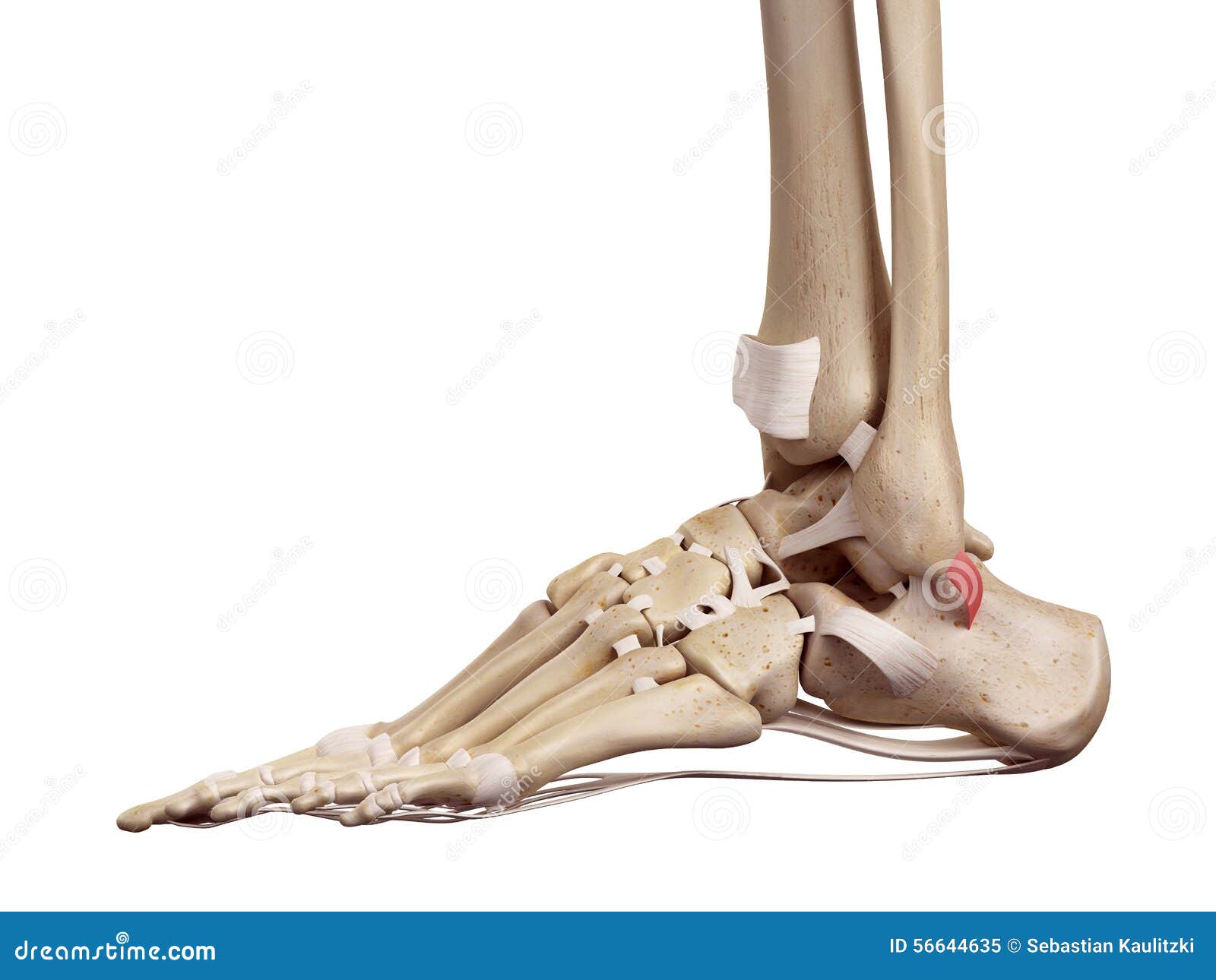 Il Legamento Peroneo Superiore Di Retinaculum Illustrazione di Stock ...