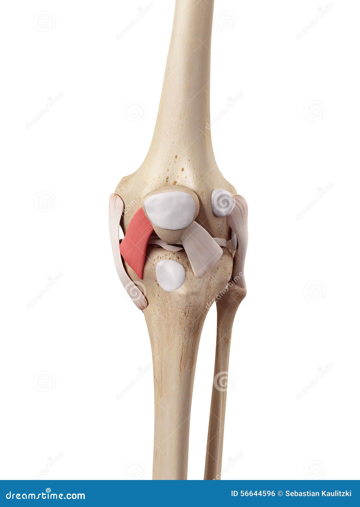 Il Legamento Rotuleo Mediale Illustrazione di Stock - Illustrazione di ...