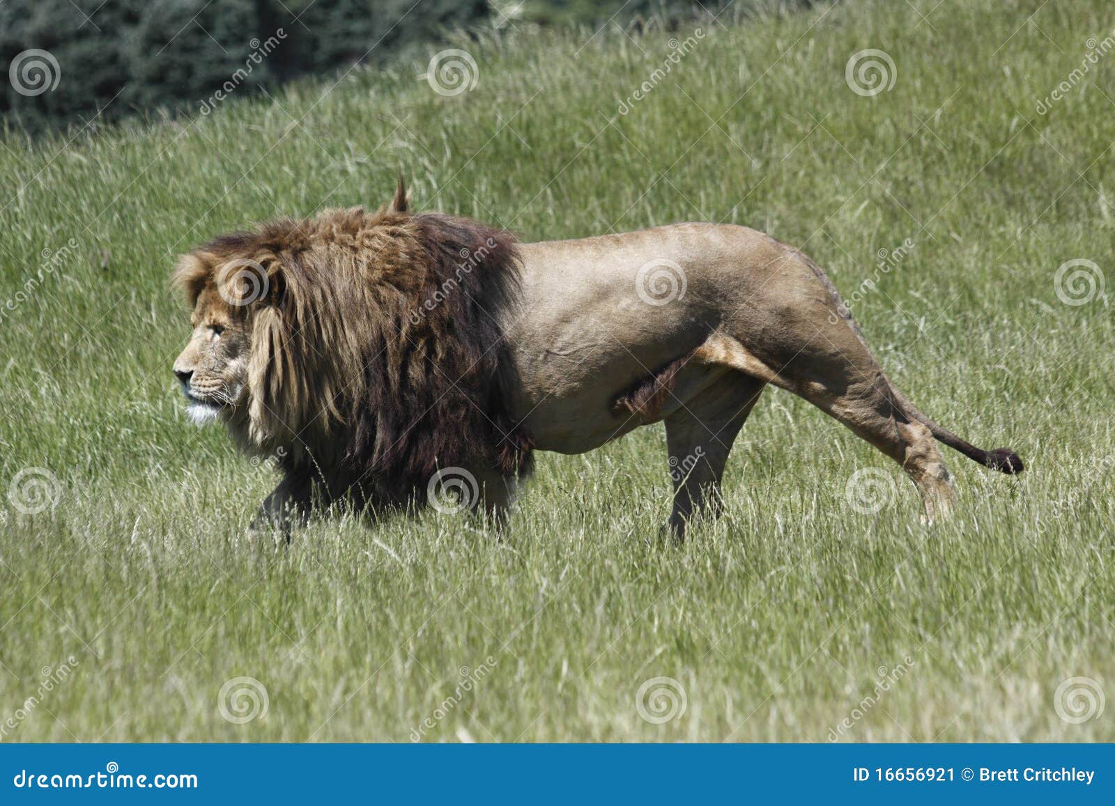 Il leone insegue la preda immagine stock. Immagine di riposarsi - 16656921